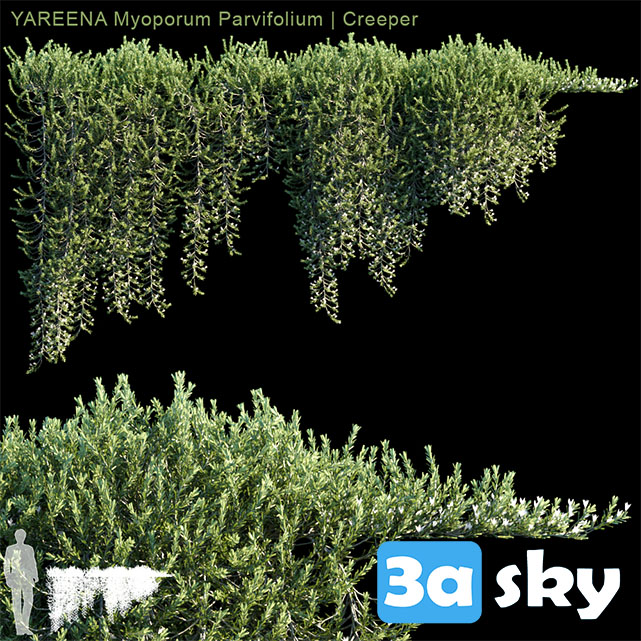 YAREENA Myoporum Parvifolium creeper from 3DS MAX Models & Free Download
