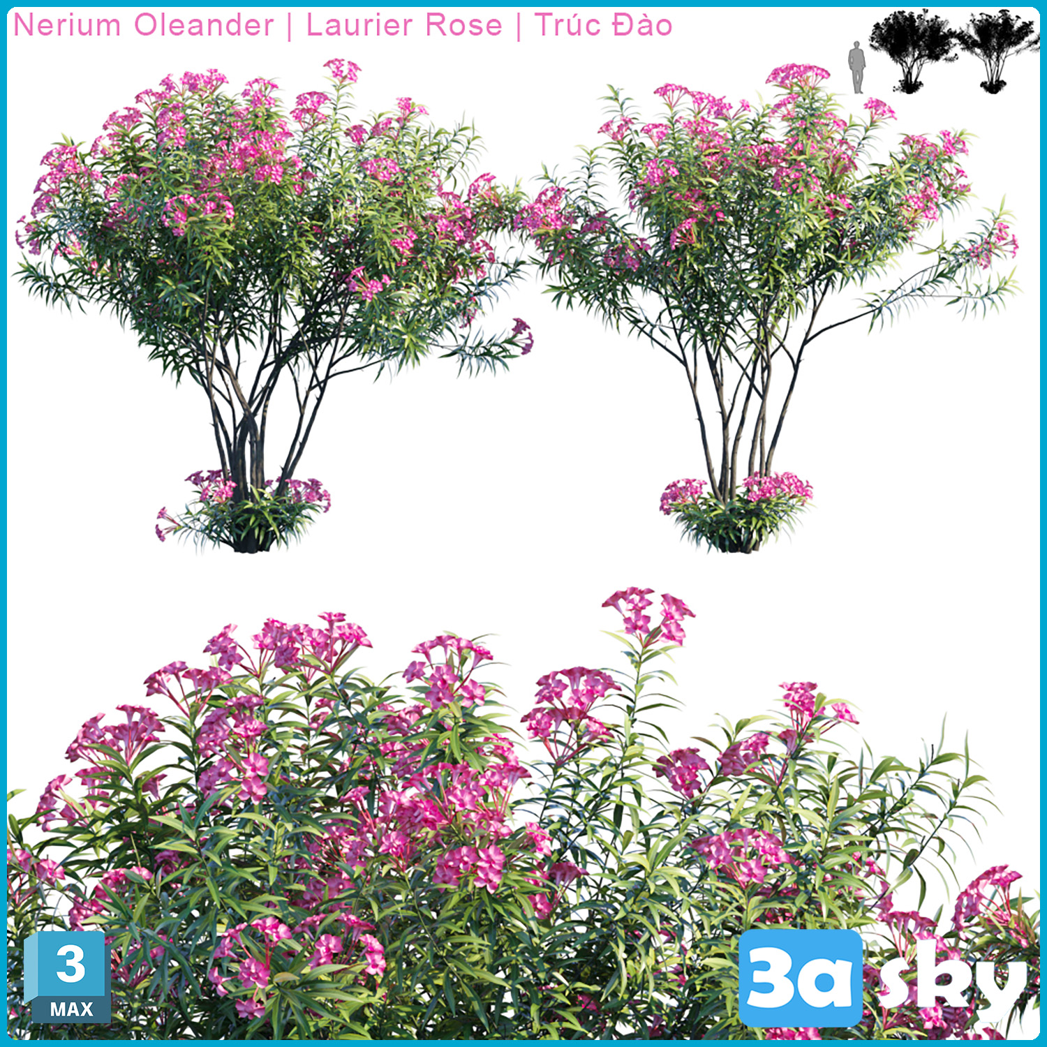Nerium Oleander Laurier rose from 3DS MAX Models & Free Download